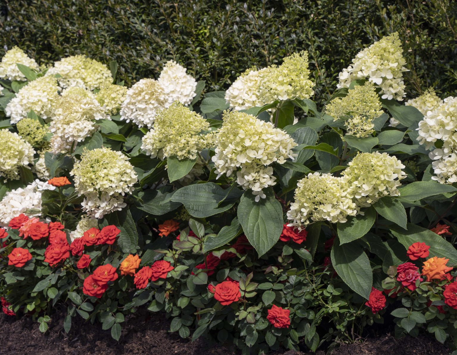 Sweet Starlight™ Hydrangea | Bloomables