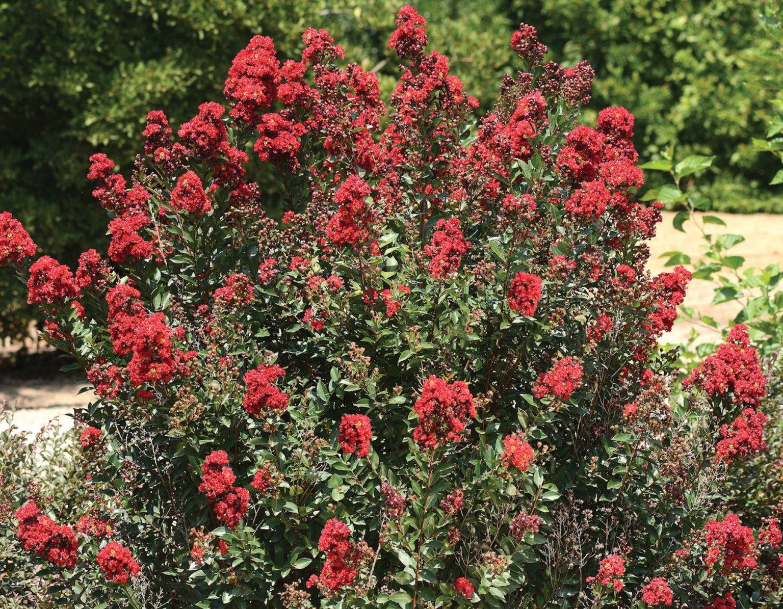 Enduring Red™ Lagerstroemia | Bloomables