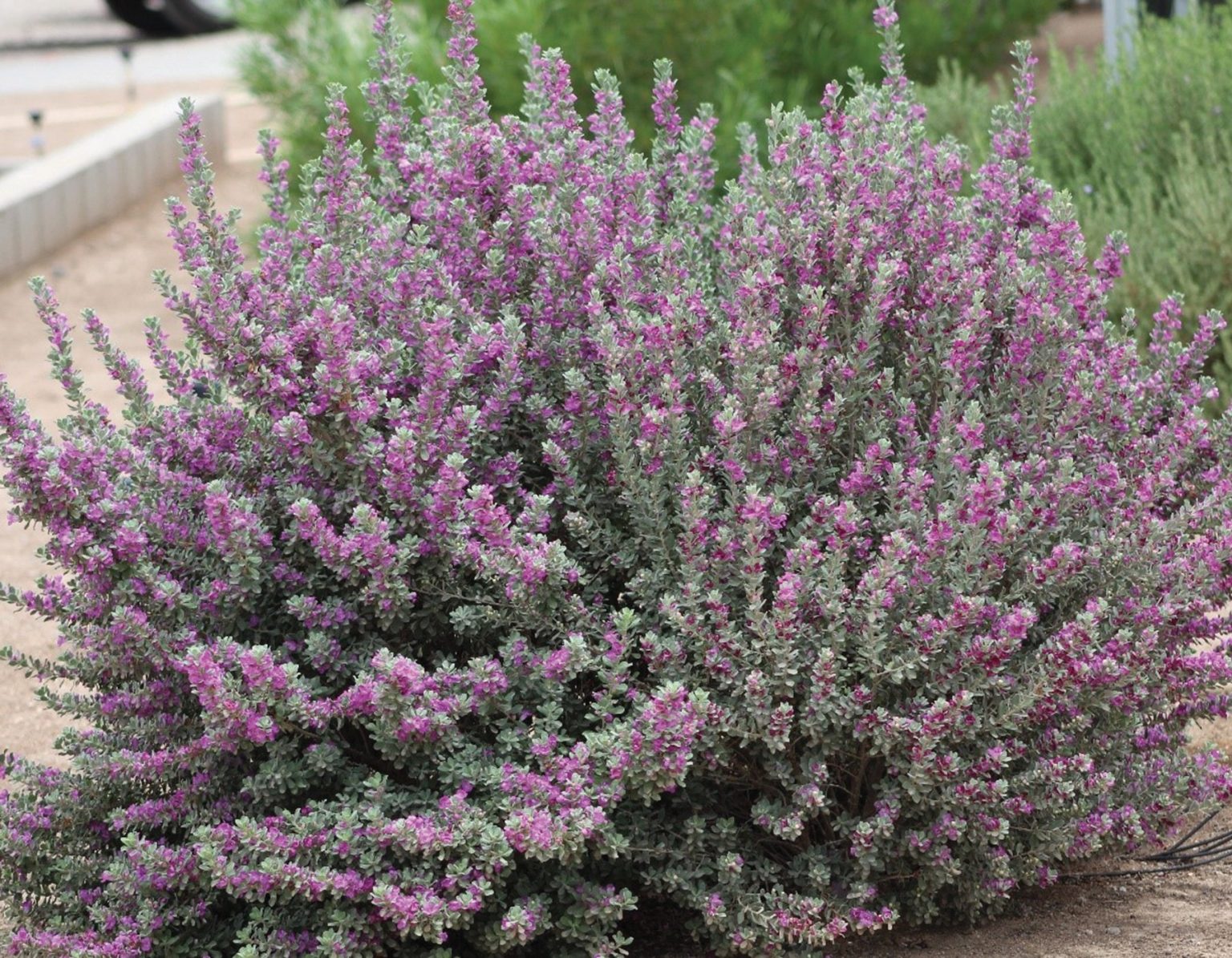 Leucophyllum 'San Antonio Rose' | Bloomables