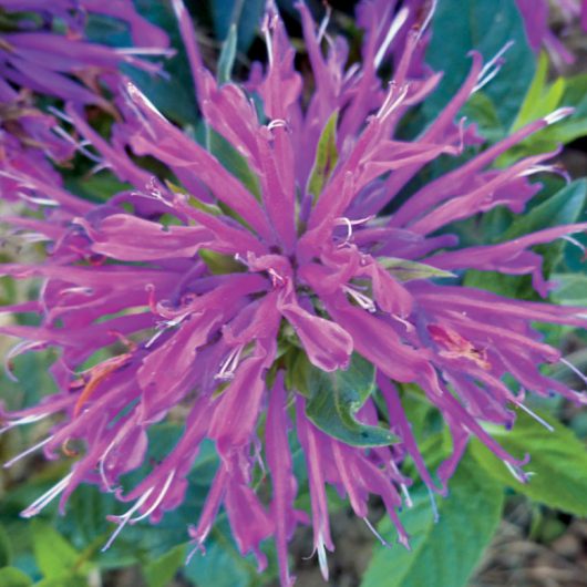 Balmy™ Lilac Monarda | Bloomables