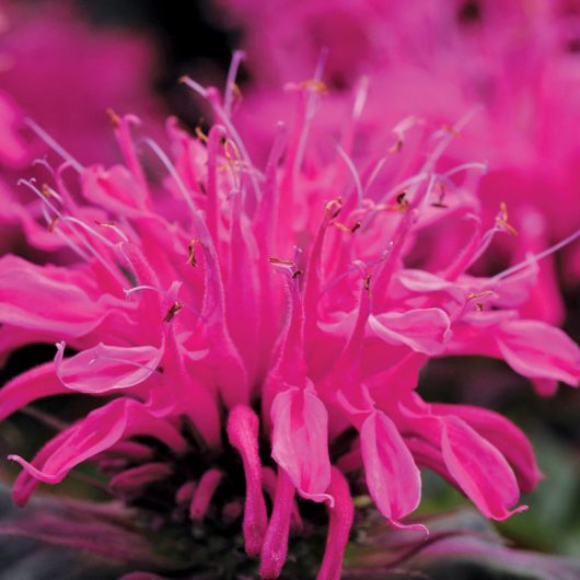 Balmy™ Pink Monarda | Bloomables