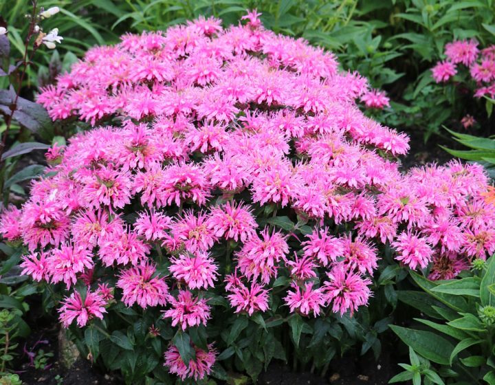 Balmy™ Pink Monarda | Bloomables