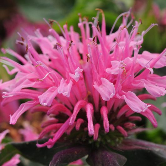 Balmy™ Pink Monarda | Bloomables