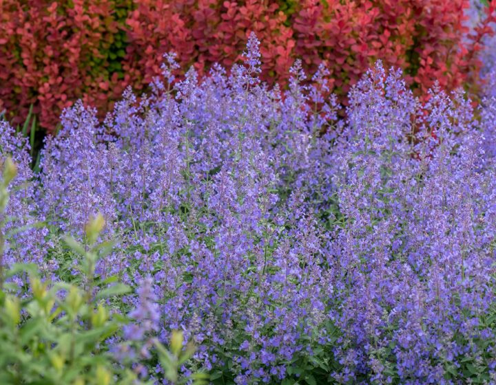Junior Walker™ Nepeta | Bloomables