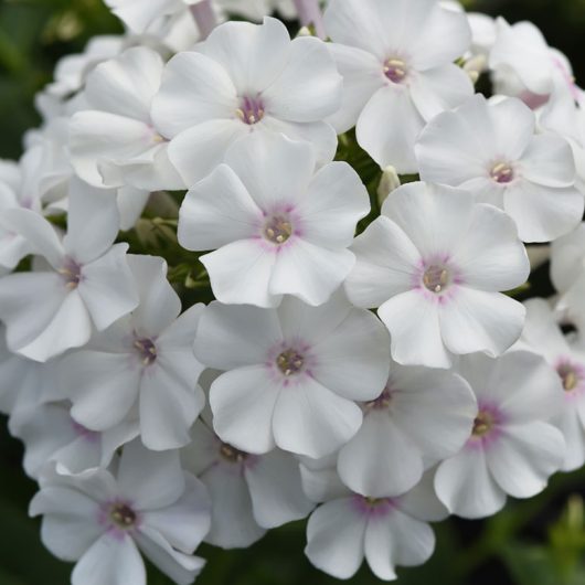 Ka-Pow® White Phlox | Bloomables