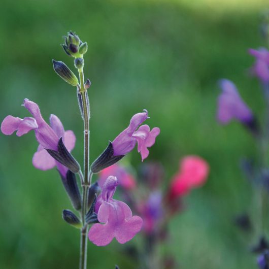 Arctic Blaze® Purple Salvia | Bloomables
