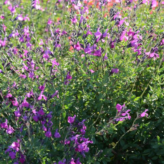 Arctic Blaze® Purple Salvia | Bloomables