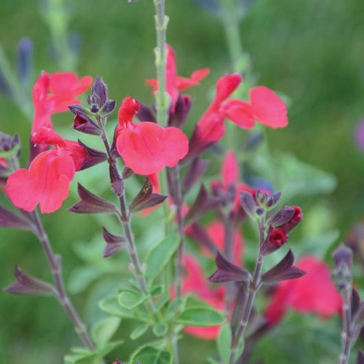 Arctic Blaze® Red Salvia | Bloomables