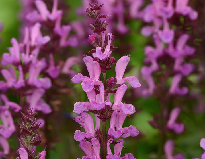 Lyrical™ Rose Salvia | Bloomables
