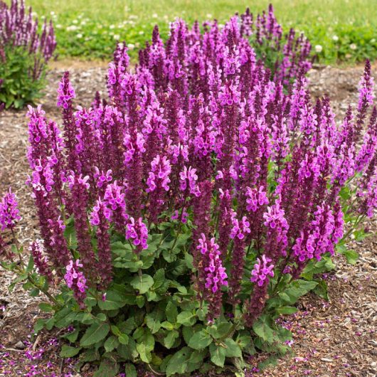 Salvia Marvel Rose | Bloomables