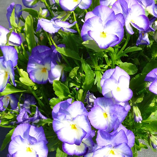 Viola 'Halo Lilac' | Bloomables