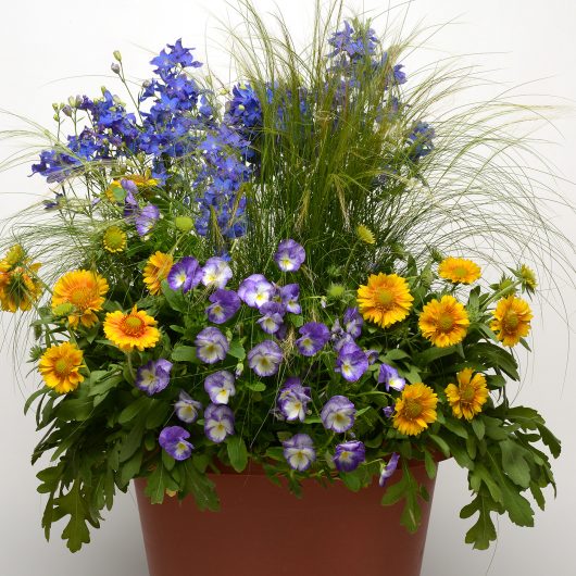 Viola 'Halo Lilac' | Bloomables