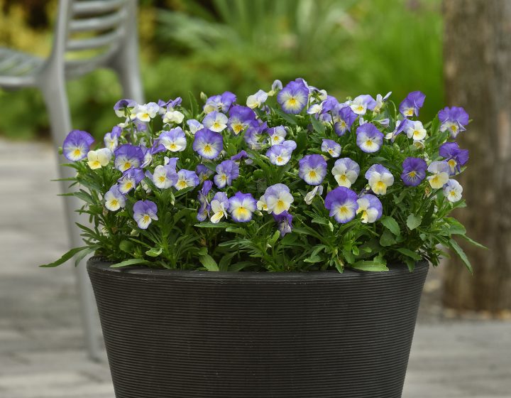 Viola 'Halo Sky Blue' | Bloomables