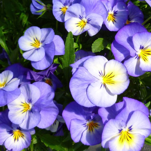 Viola 'Halo Sky Blue' | Bloomables