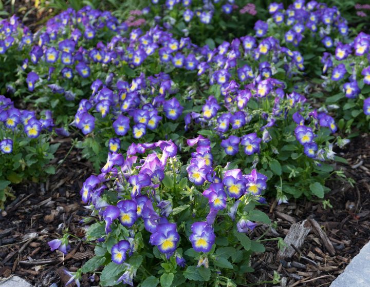 Viola 'Halo Violet' | Bloomables