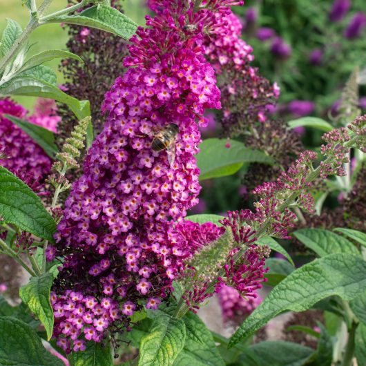 CranRazz™ Buddleia | Bloomables