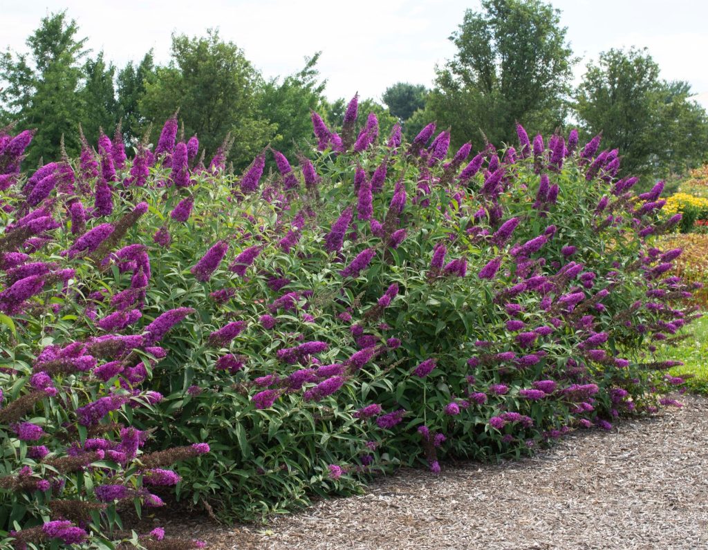 RoyalRazz® Buddleia | Bloomables