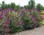 RoyalRazz® Buddleia | Bloomables