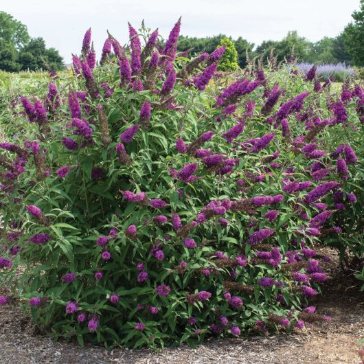 RoyalRazz® Buddleia | Bloomables