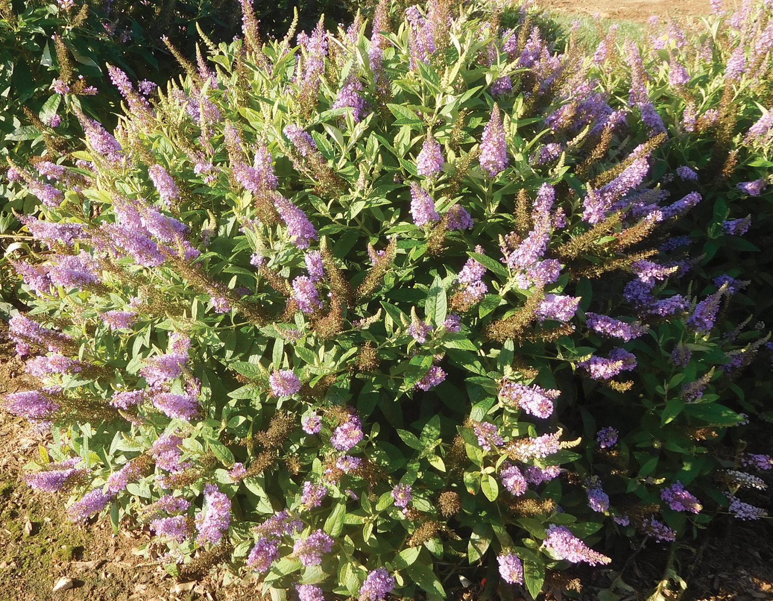 Dapper® Lavender Buddleia | Bloomables
