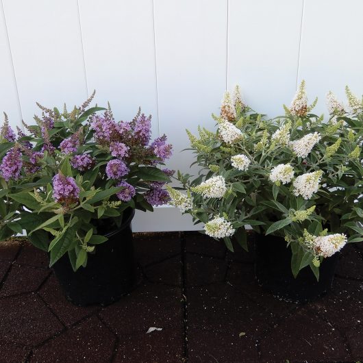 Dapper® White Buddleia | Bloomables