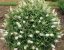 Dapper® White Buddleia | Bloomables