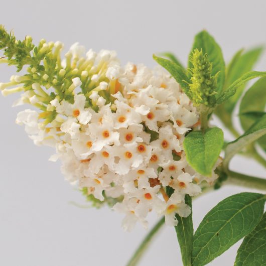 Dapper® White Buddleia | Bloomables