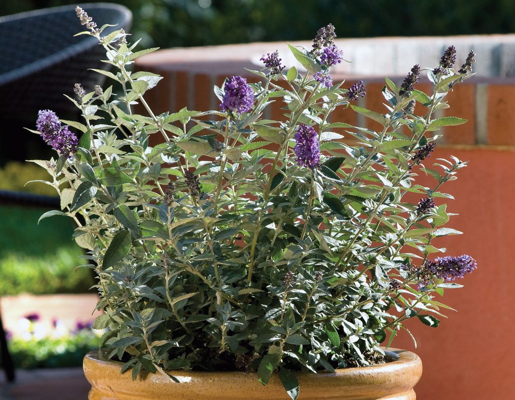 Flutterby Petite® Blue Heaven Buddleia | Bloomables