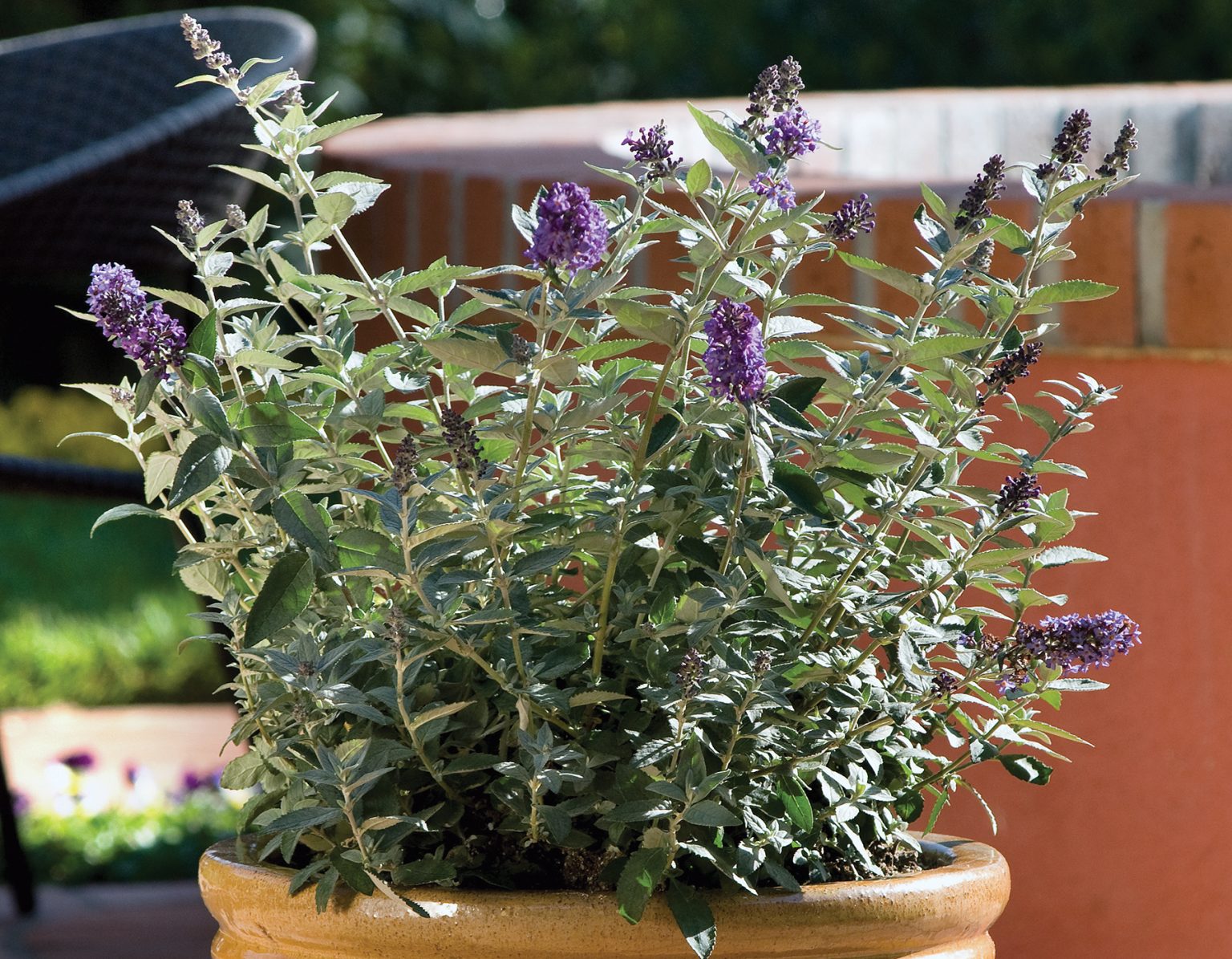 Flutterby Petite® Blue Heaven Buddleia | Bloomables