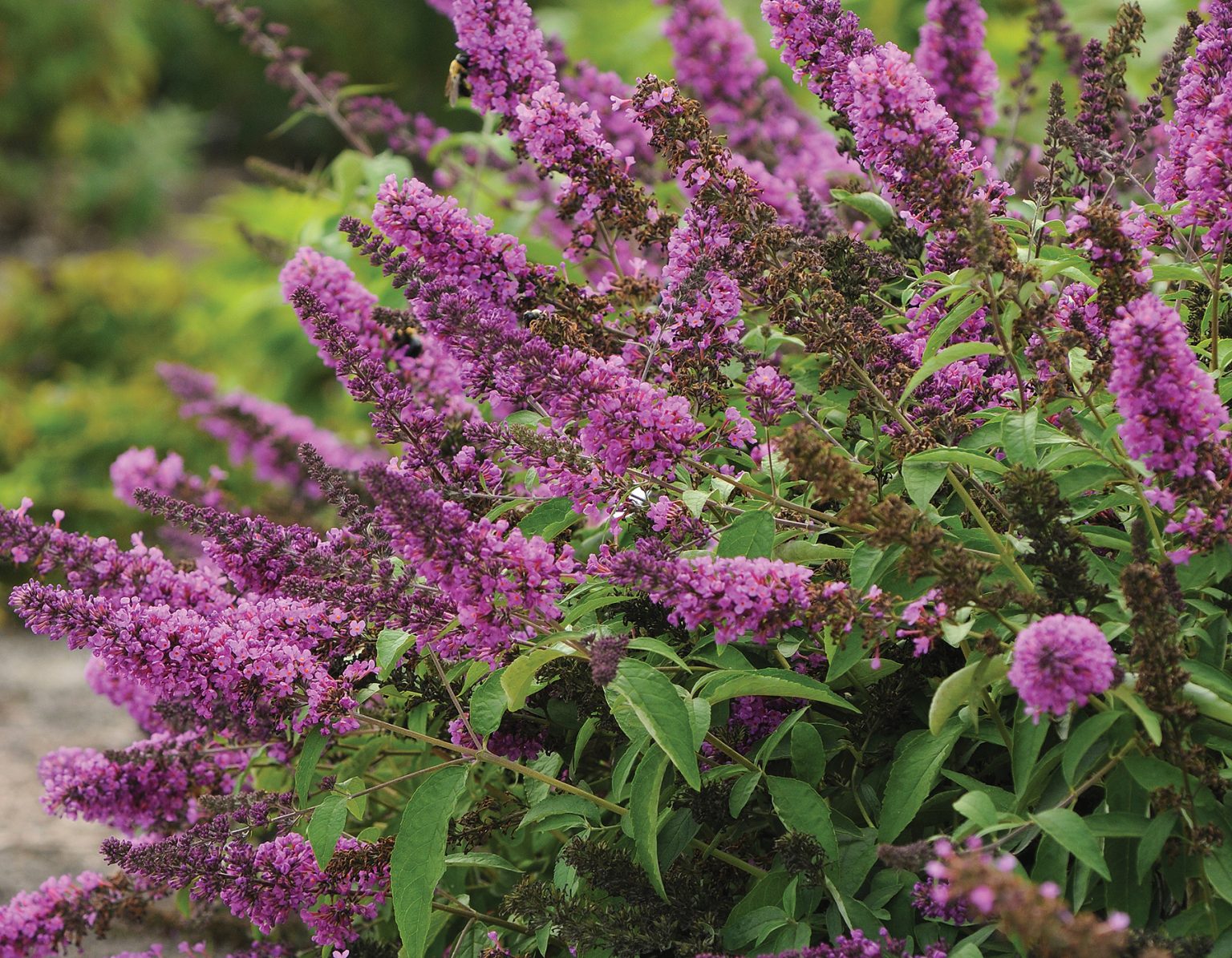 Flutterby Petite® Tutti Fruitti Pink Buddleia | Bloomables