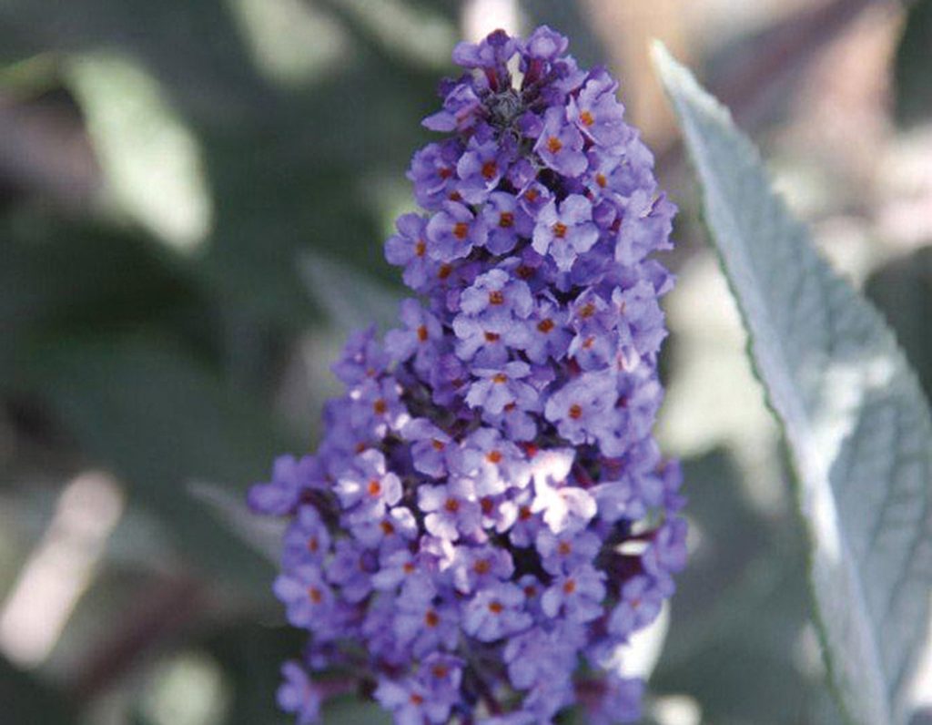 True Blue™ Buddleia | Bloomables