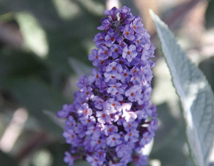 True Blue™ Buddleia | Bloomables