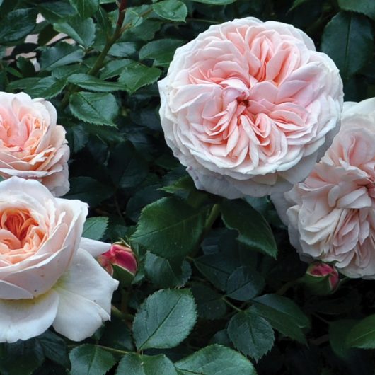 Veranda® Cream™ | Bloomables