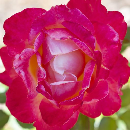 Enchanted Peace™ | Bloomables