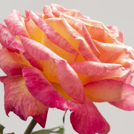 Enchanted Peace™ | Bloomables