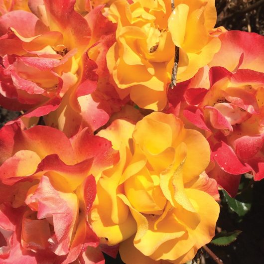 Veranda® Fiesta | Bloomables