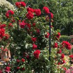 Arborose® Florentina™ | Bloomables