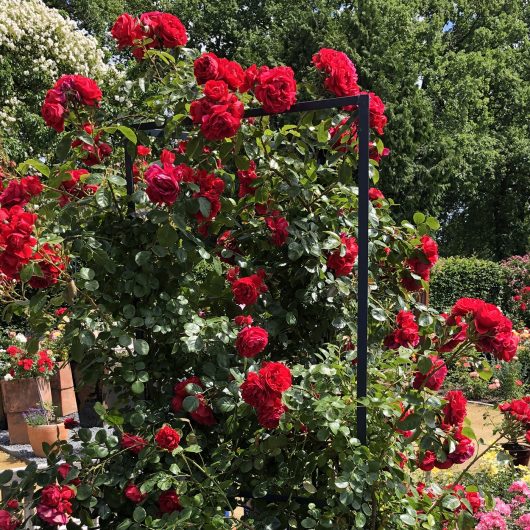 Arborose® Florentina™ | Bloomables