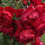 Arborose® Florentina™ | Bloomables