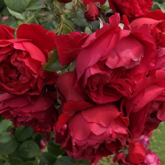 Arborose® Florentina™ | Bloomables