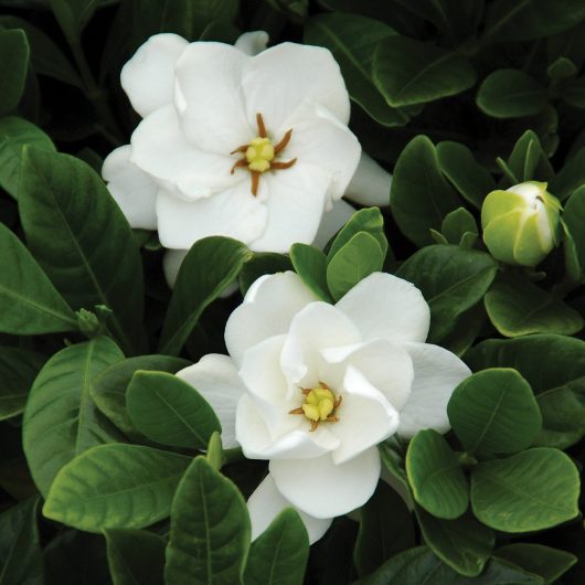Gardenia 'Buttons' | Bloomables