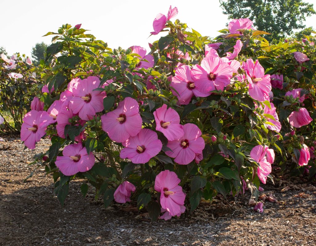 Head Over Heels® Adore™ Hibiscus | Bloomables