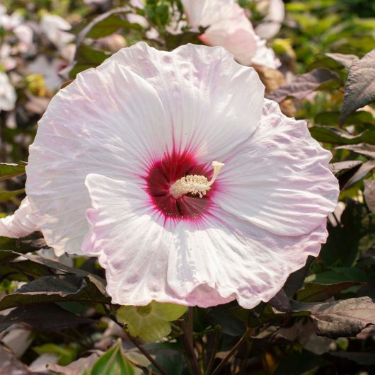 Head Over Heels® Blush Hibiscus | Bloomables