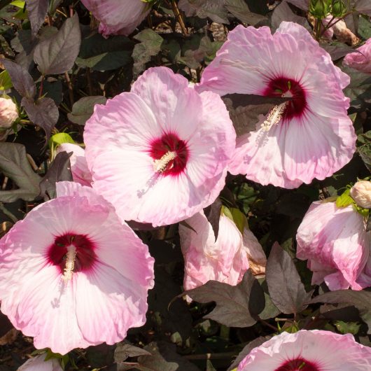 Head Over Heels® Blush Hibiscus | Bloomables