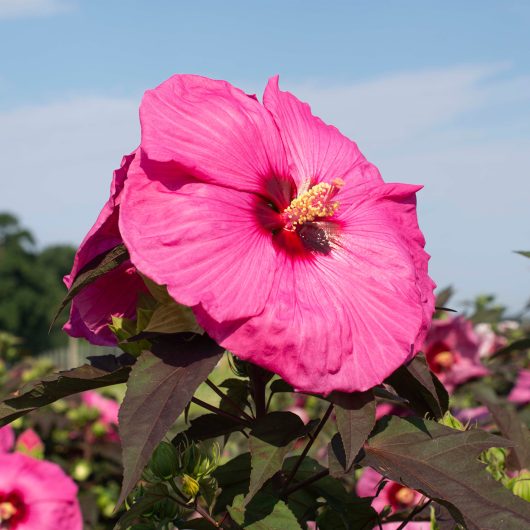 Head Over Heels® Passion™ Hibiscus | Bloomables