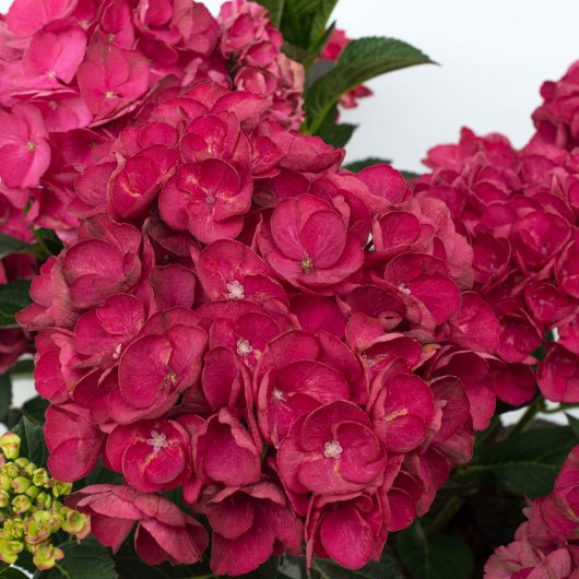 Akadama® Hydrangea | Bloomables