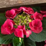 Cherry Explosion™ Hydrangea | Bloomables