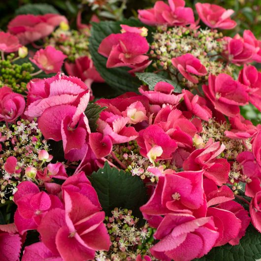 Cherry Explosion™ Hydrangea | Bloomables