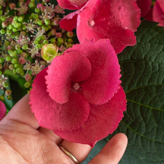Cherry Explosion™ Hydrangea | Bloomables