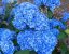 Double Down® Hydrangea | Bloomables